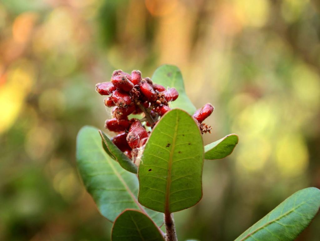 Lemonade Berry | Hidden San Diego