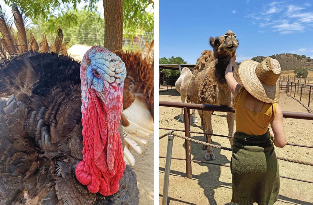 Oasis Camel Dairy | Hidden San Diego