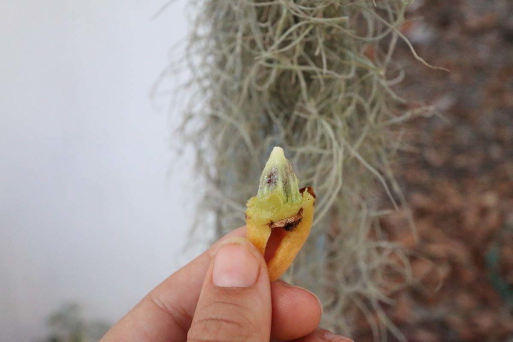 Wild & Edible: Sour Fig Ice Plant | Hidden San Diego