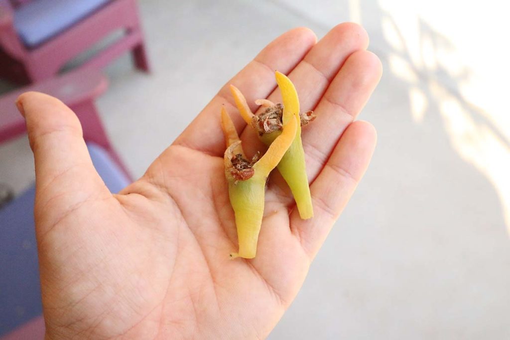 Wild & Edible: Sour Fig Ice Plant | Hidden San Diego