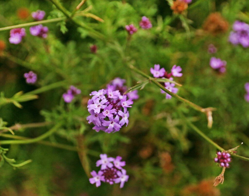 Briercrest Park | Hidden San Diego