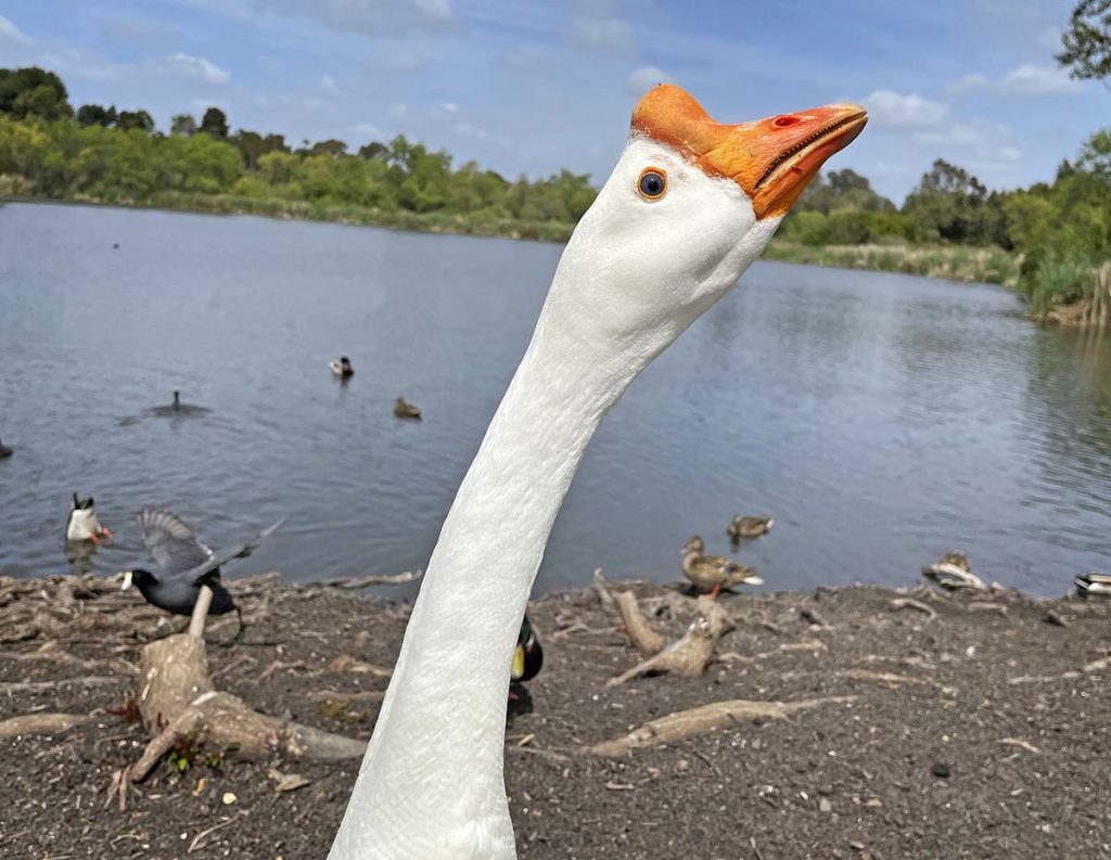 Guajome Lake & Campground | Hidden San Diego