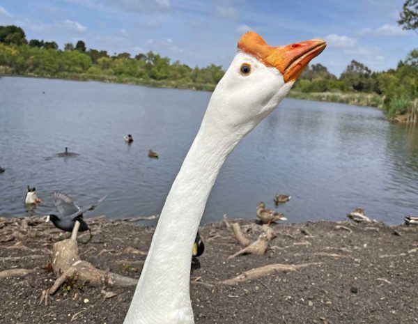 Guajome Lake & Campground | Hidden San Diego
