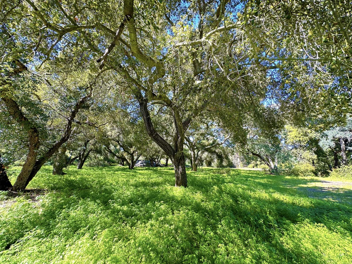Crestridge Ecological Reserve | Hidden San Diego