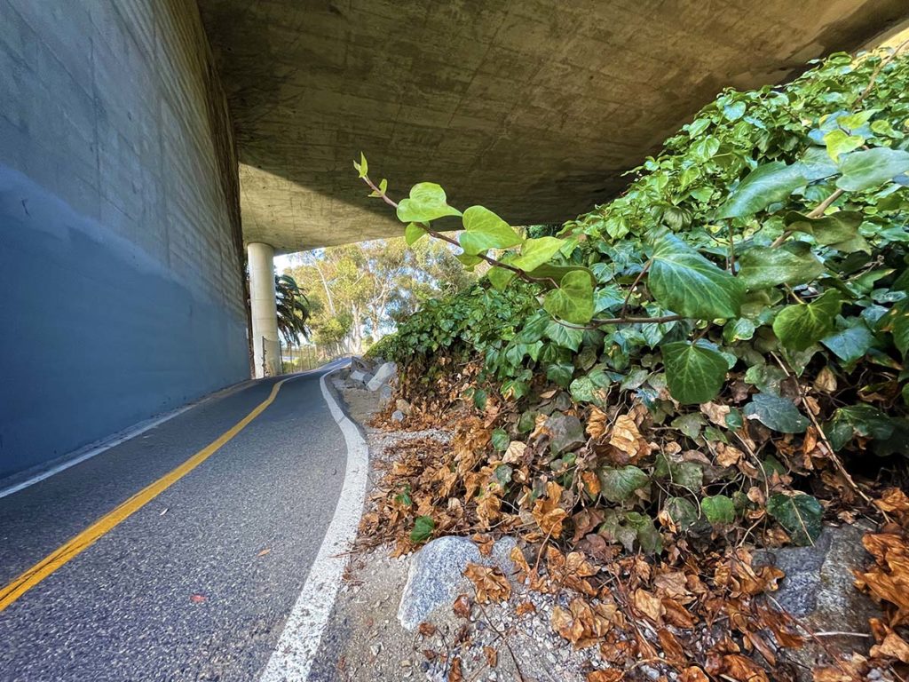 Explore 11 Miles Of Fun Through The San Luis Rey River Trail