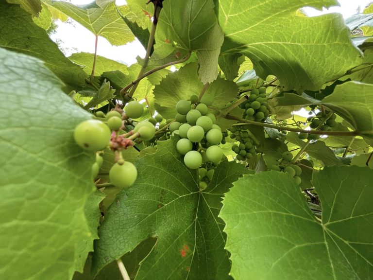 Explore 11 Miles Of Fun Through The San Luis Rey River Trail