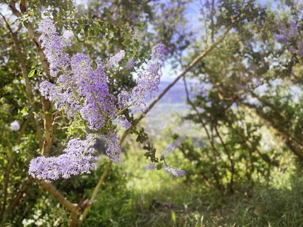 Harrison Serenity Ranch | Hidden San Diego