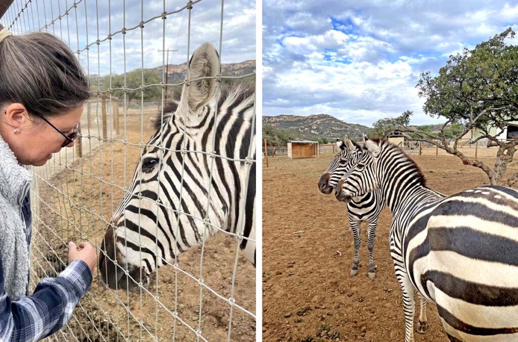 12 Unique Animal Encounters In San Diego | Hidden San Diego