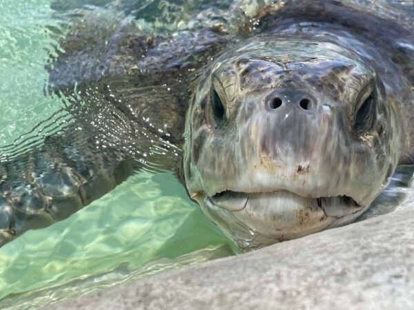 12 Unique Animal Encounters In San Diego | Hidden San Diego