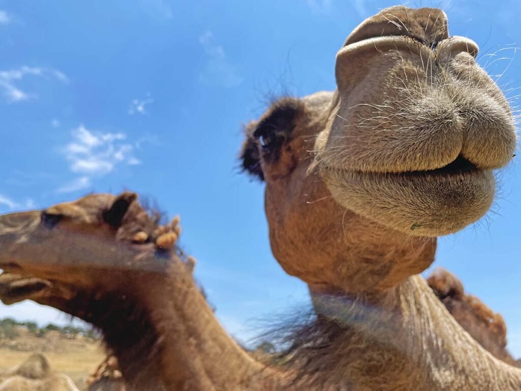 12 Unique Animal Encounters In San Diego | Hidden San Diego