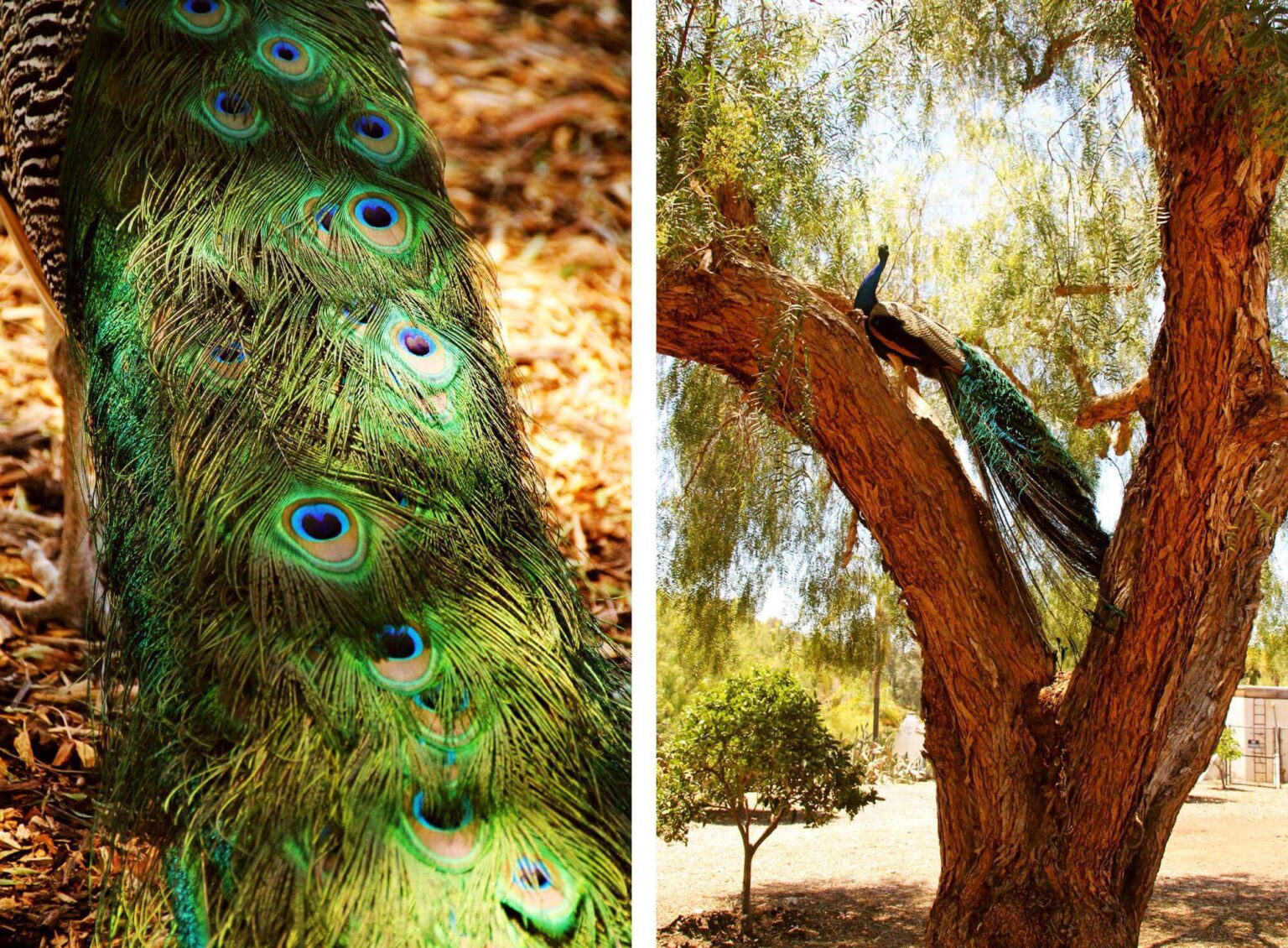 33 Unique Parks In San Diego | Hidden San Diego