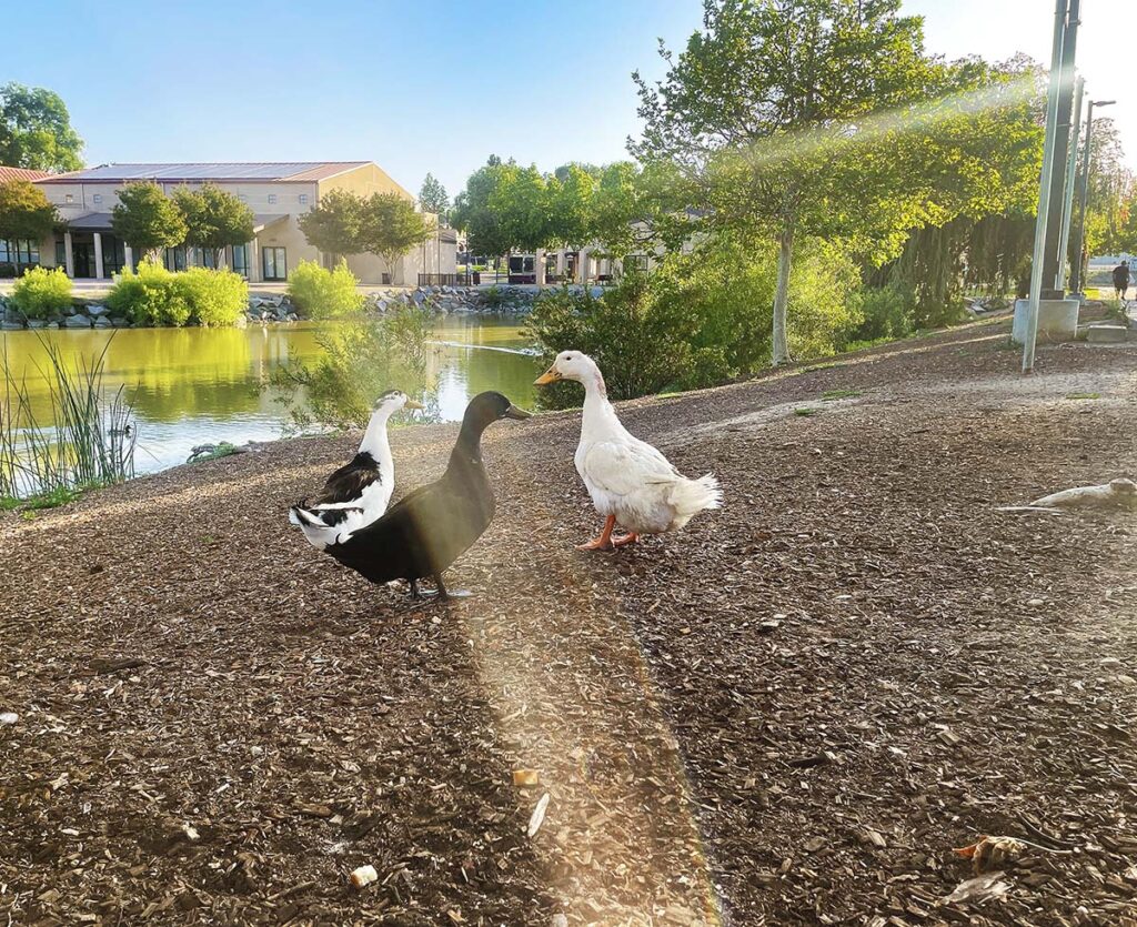 Lindo Lake | Hidden San Diego