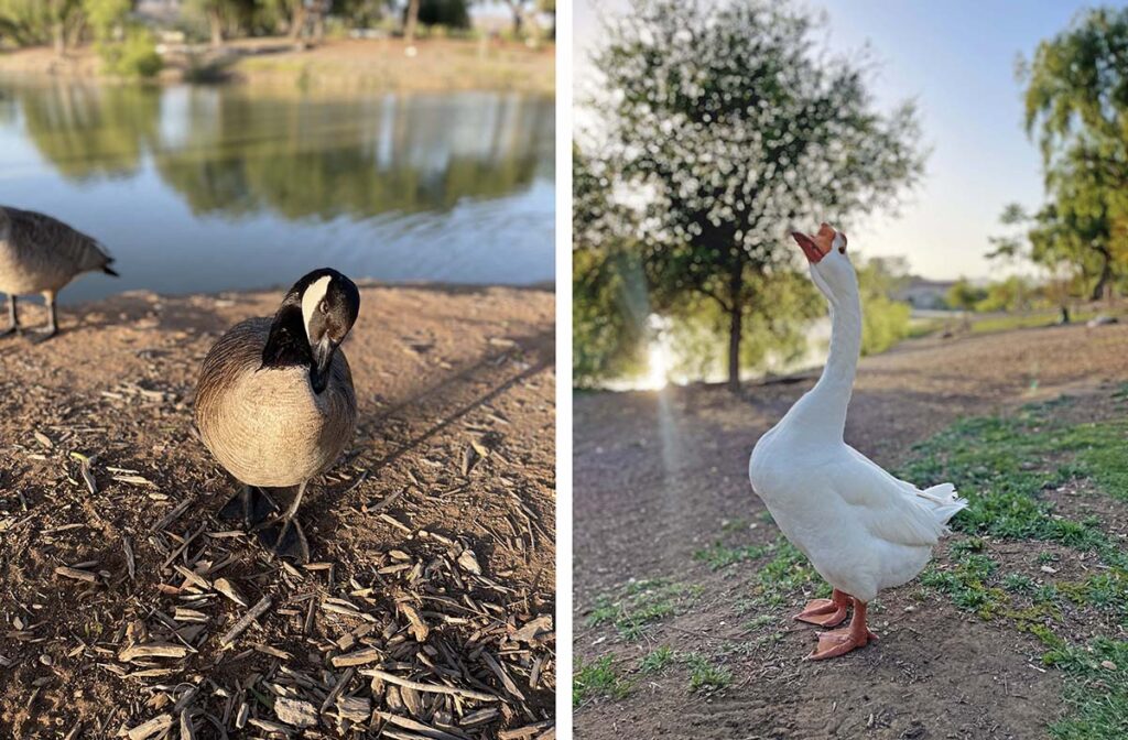 Lindo Lake | Hidden San Diego