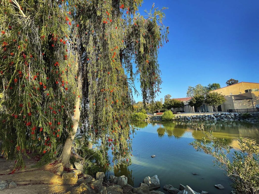 Lindo Lake | Hidden San Diego