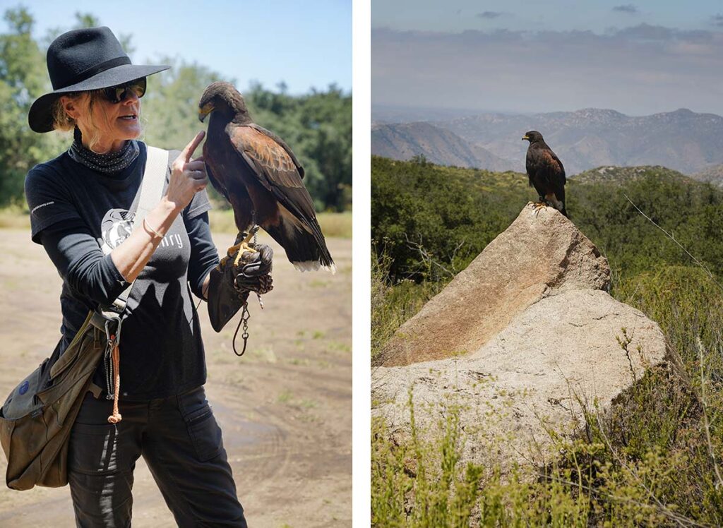 Sky Falconry In Alpine | Hidden San Diego