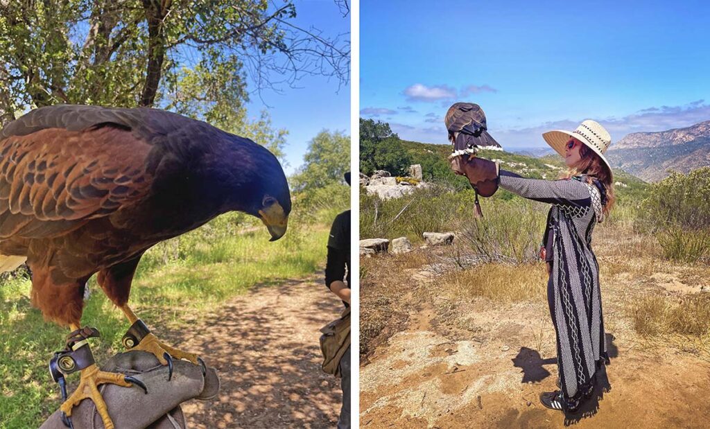 Sky Falconry In Alpine | Hidden San Diego