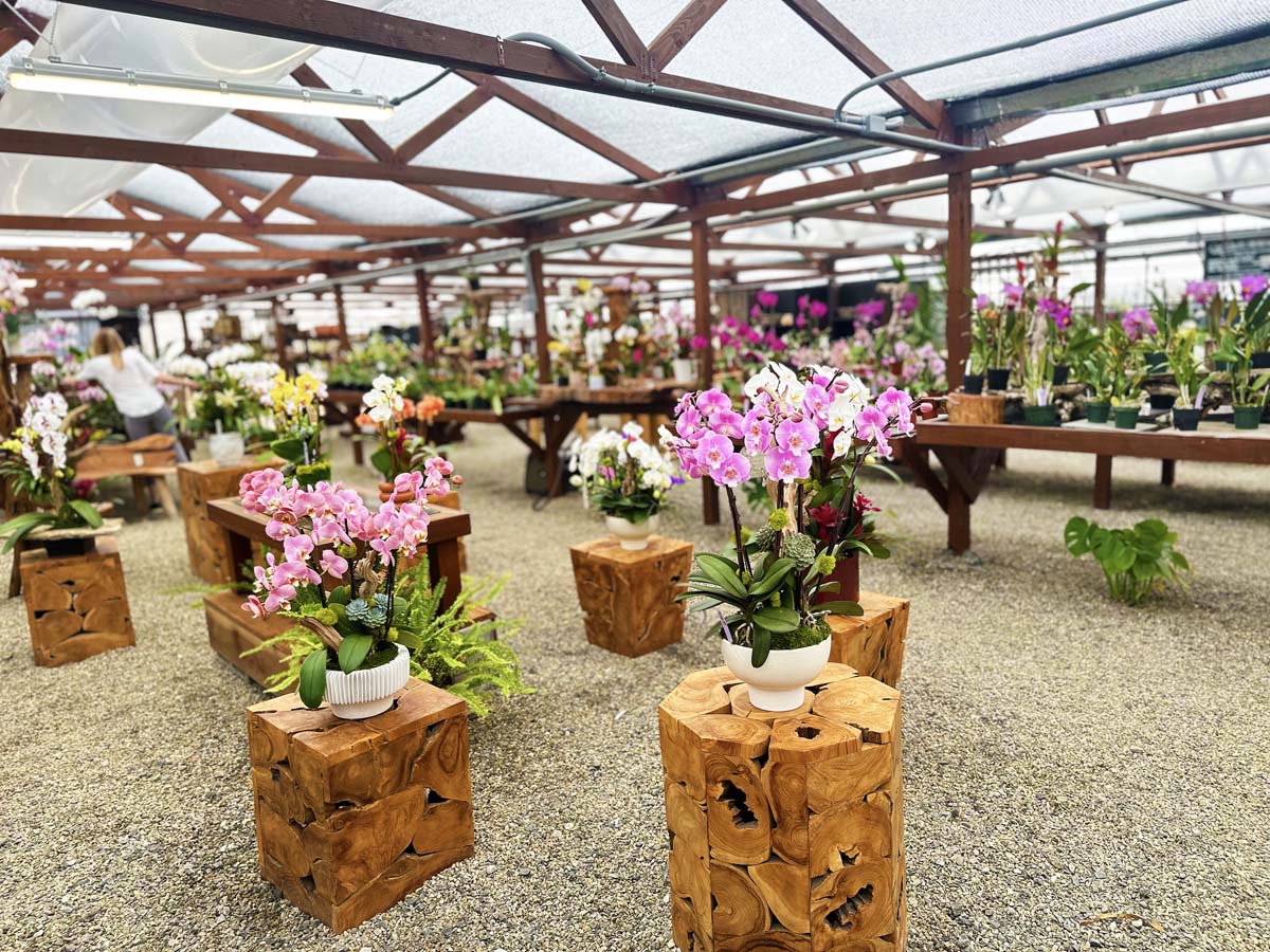 Cal Pacific Orchid Farm | Hidden San Diego