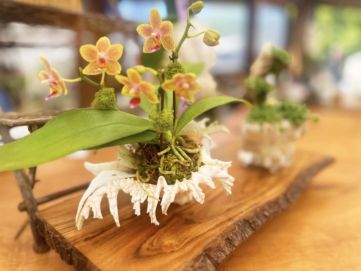 Cal Pacific Orchid Farm | Hidden San Diego