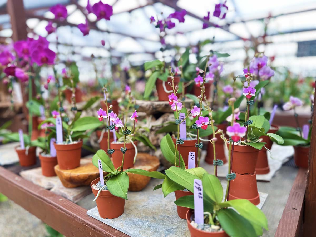 Cal Pacific Orchid Farm | Hidden San Diego