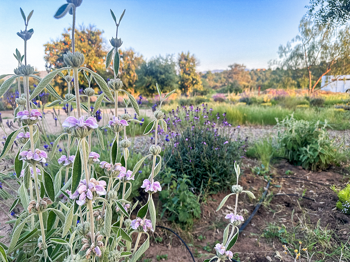 Quixote Farm | Hidden San Diego