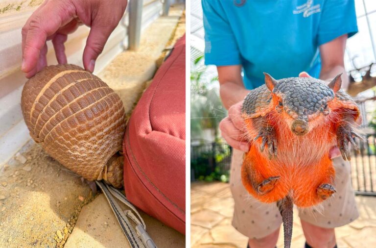 Nurtured By Nature Animal Sanctuary | Hidden San Diego