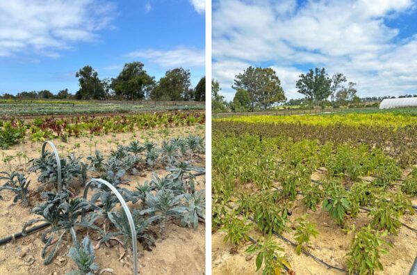 Fox Point Farms | Hidden San Diego
