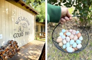 Wellburn Gourd Farm | Hidden San Diego