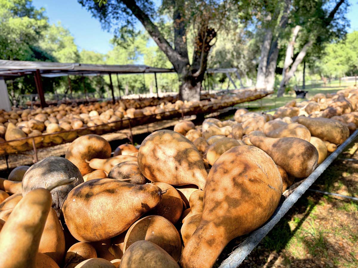 Wellburn Gourd Farm | Hidden San Diego