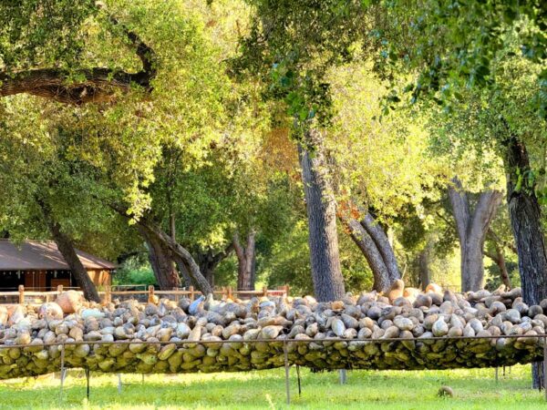 Wellburn Gourd Farm | Hidden San Diego