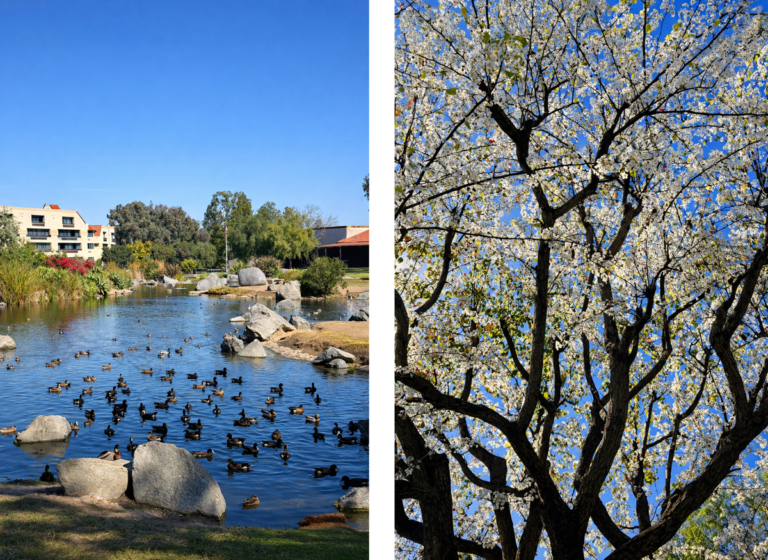 Webb Park | Hidden San Diego