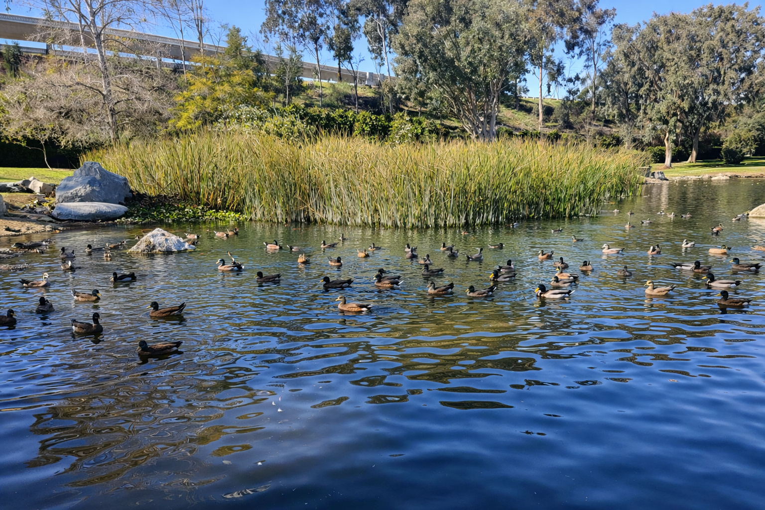 Webb Park | Hidden San Diego